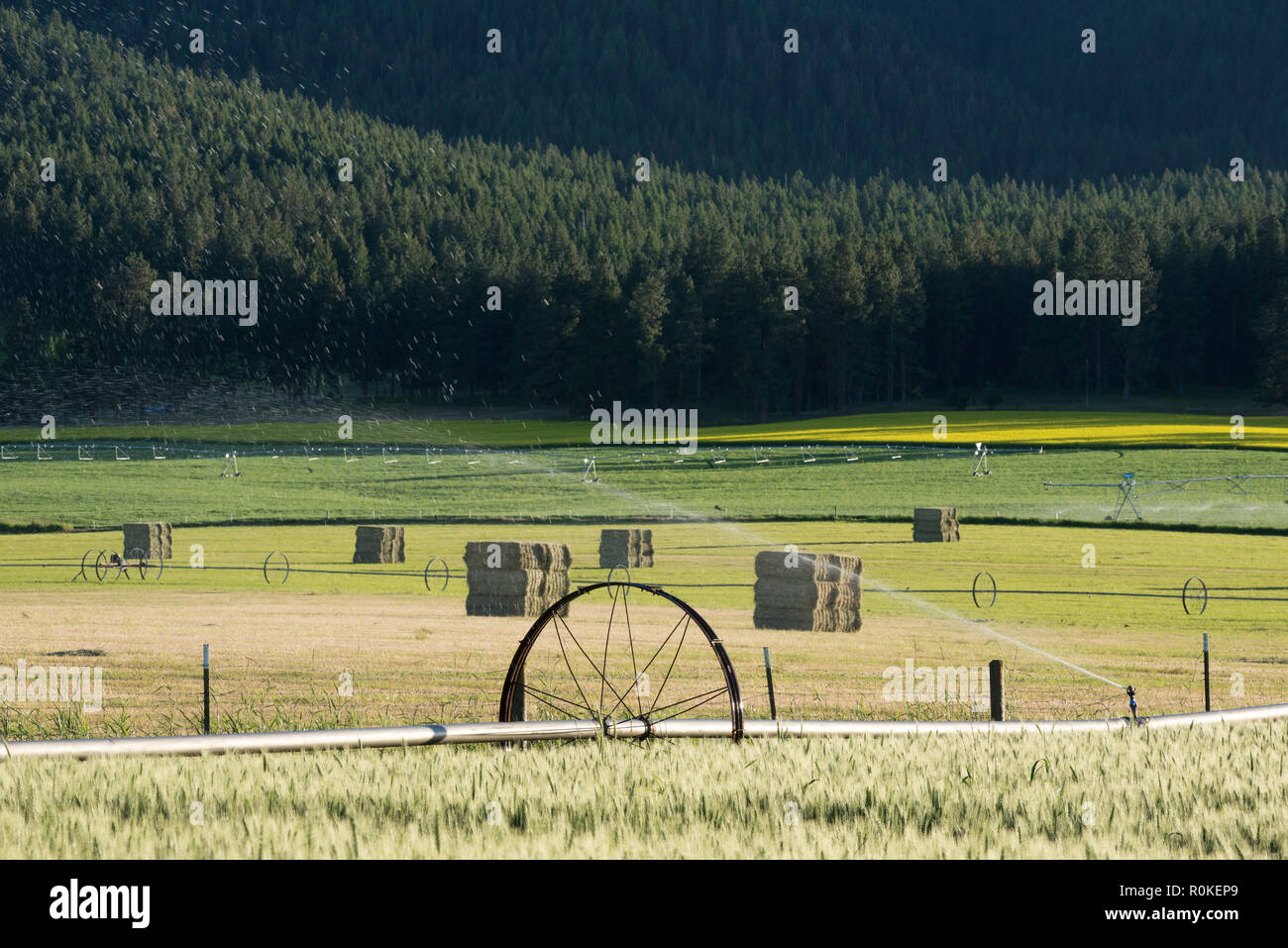 Grain wheel hi-res stock photography and images - Alamy