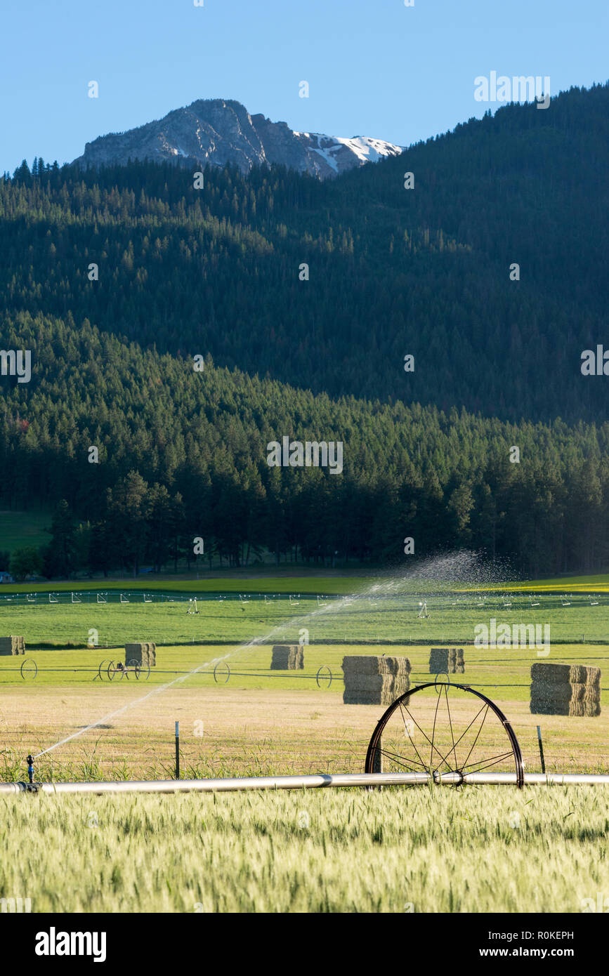 Grain wheel hi-res stock photography and images - Alamy