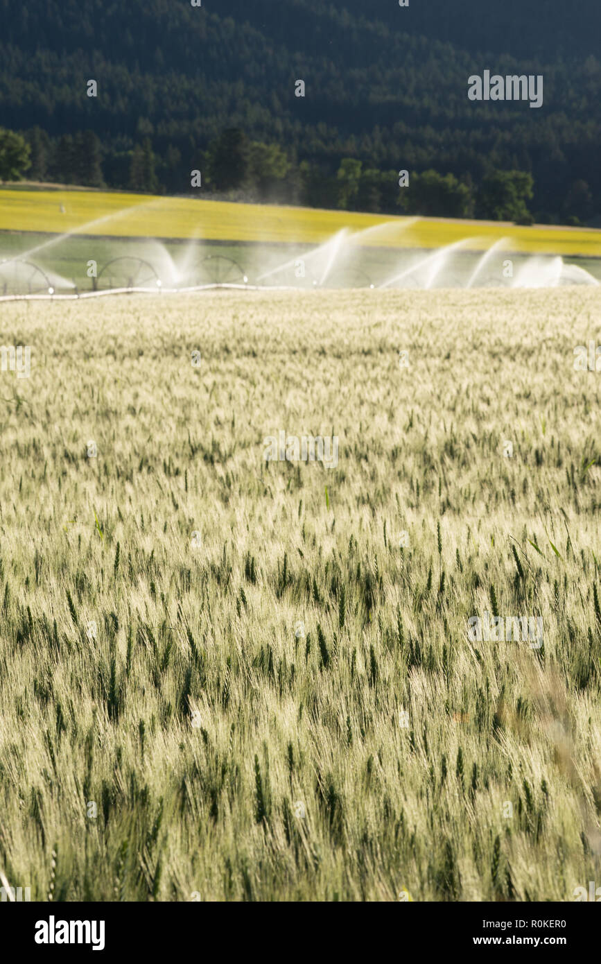 Field of barley on a farm in Oregon's Wallowa Valley Stock Photo - Alamy