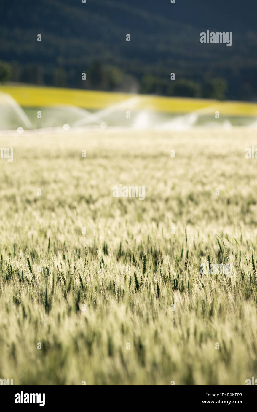 Crop spraying on slope hi-res stock photography and images - Alamy