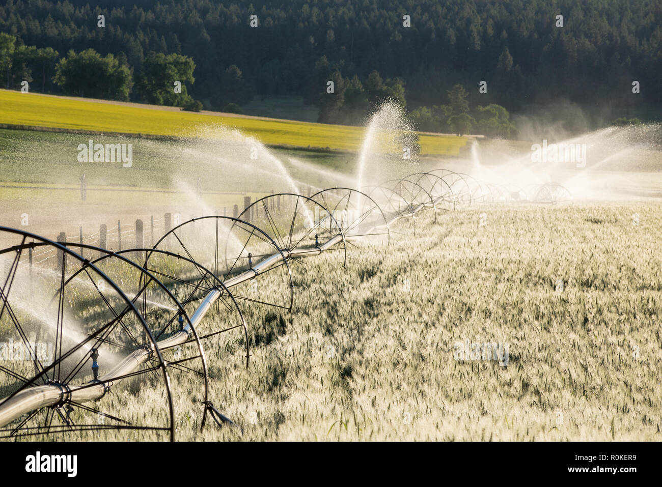 Wheel line irrigation on a farm in Oregon's Wallowa Valley Stock Photo ...
