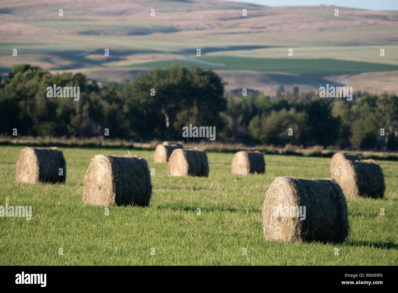 Hay bale round hi-res stock photography and images - Alamy