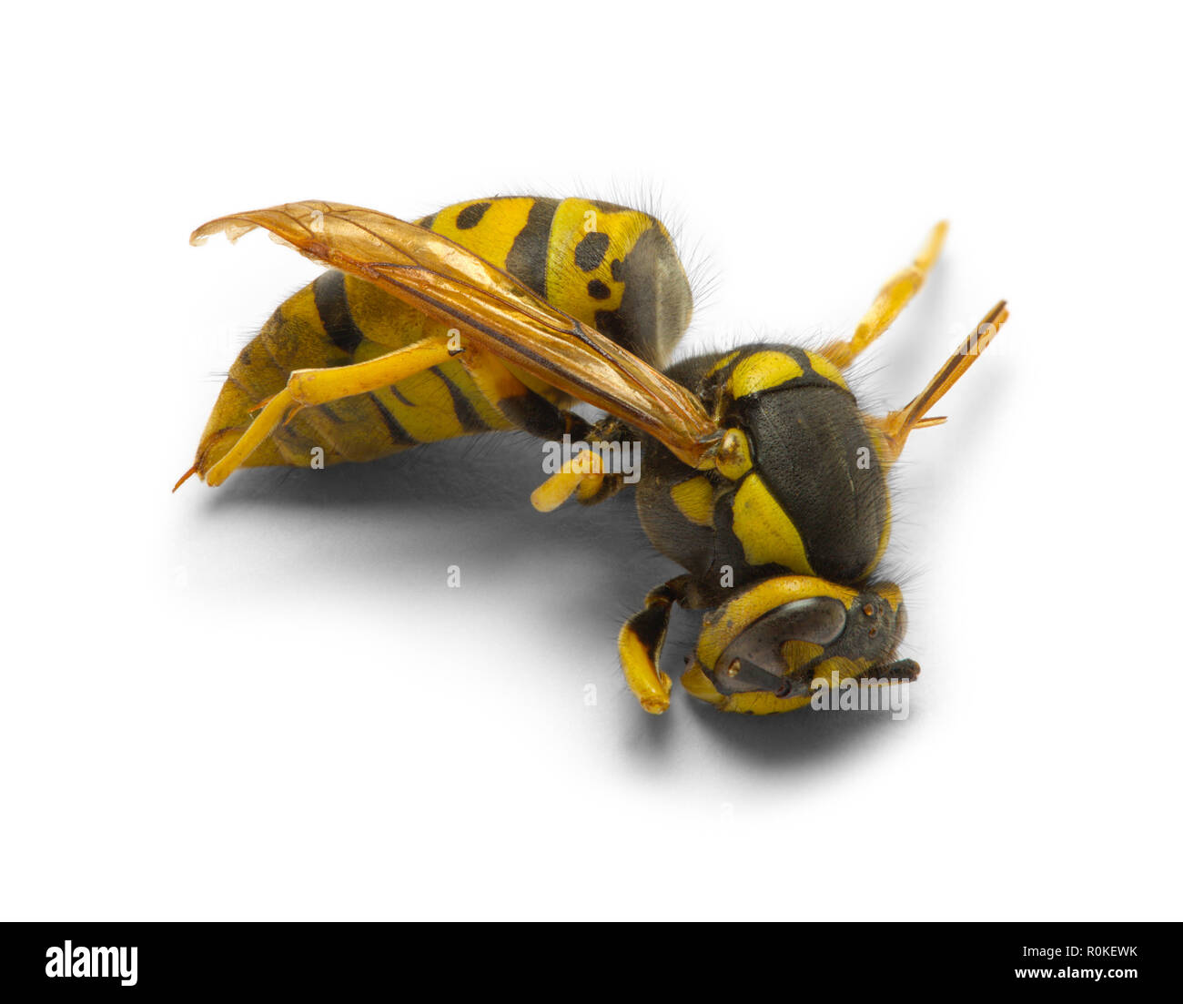 Pile of dead bees Cut Out Stock Images & Pictures - Alamy