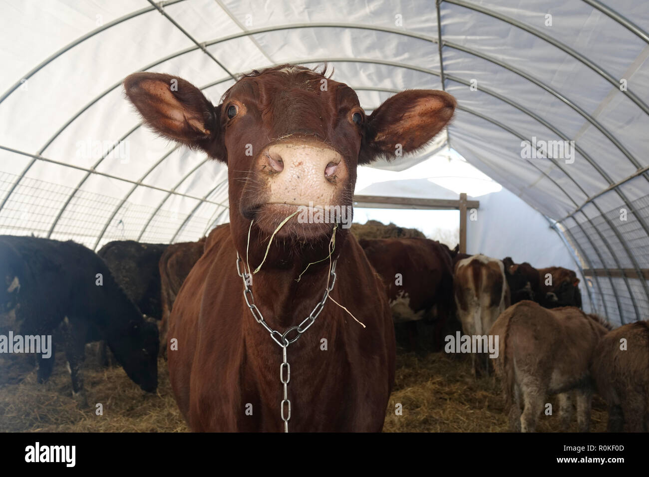 Free range donkey hi-res stock photography and images - Alamy