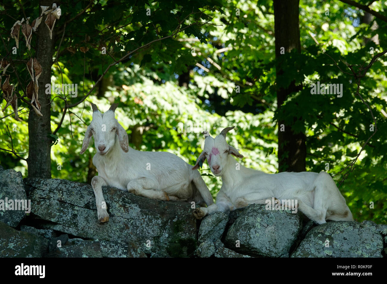 Two White Goats Relaxing on a Wall of Rocks in the Woods Stock Photo ...