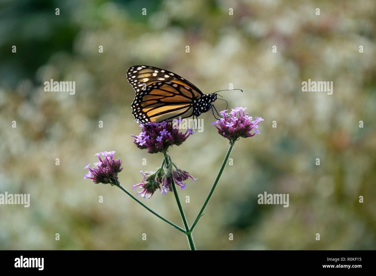 Purple Monarch Stock Photos & Purple Monarch Stock Images - Alamy
