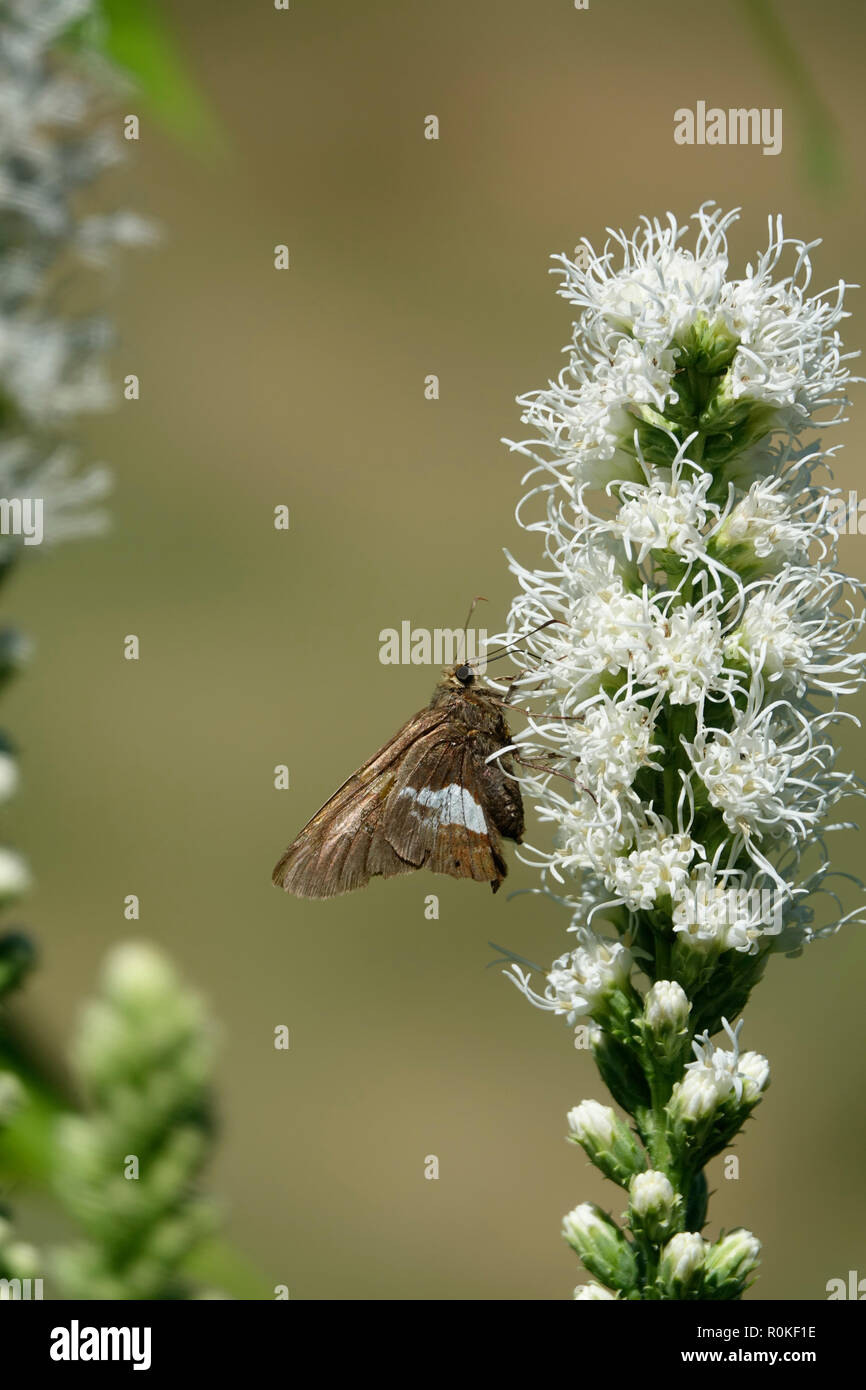 A Moth Fluttering in a Garden of White Flowers on a Sunny Day in Spring ...