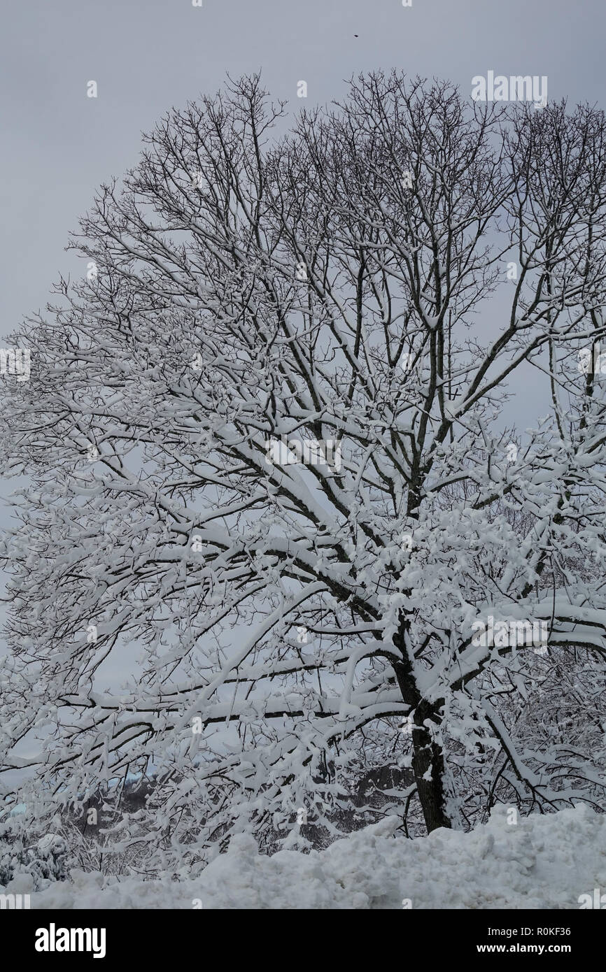 Winter Scene After a Fresh Snow Fall on the Bare Trees in January Stock ...