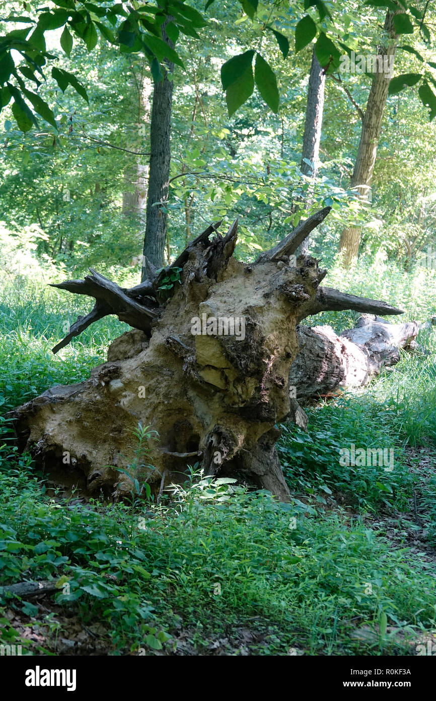 Fallen Tree in a Green Forest after Spring Rains Stock Photo - Alamy