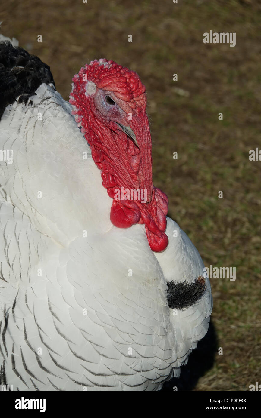 Royal Palm Turkey Up Close Stock Photo - Alamy