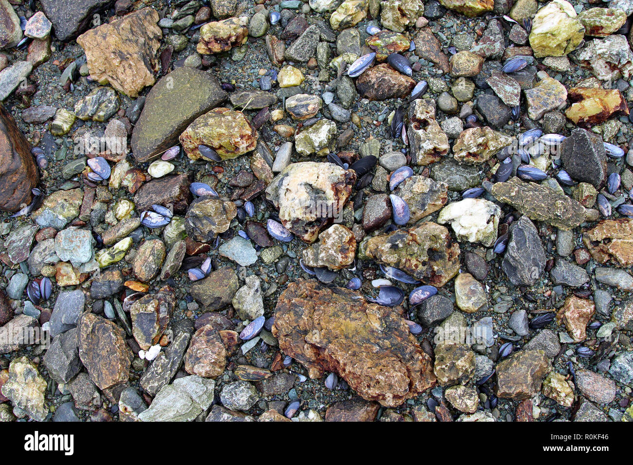 Washed up purple muscle shells, Tierra del Fuego National Park ...