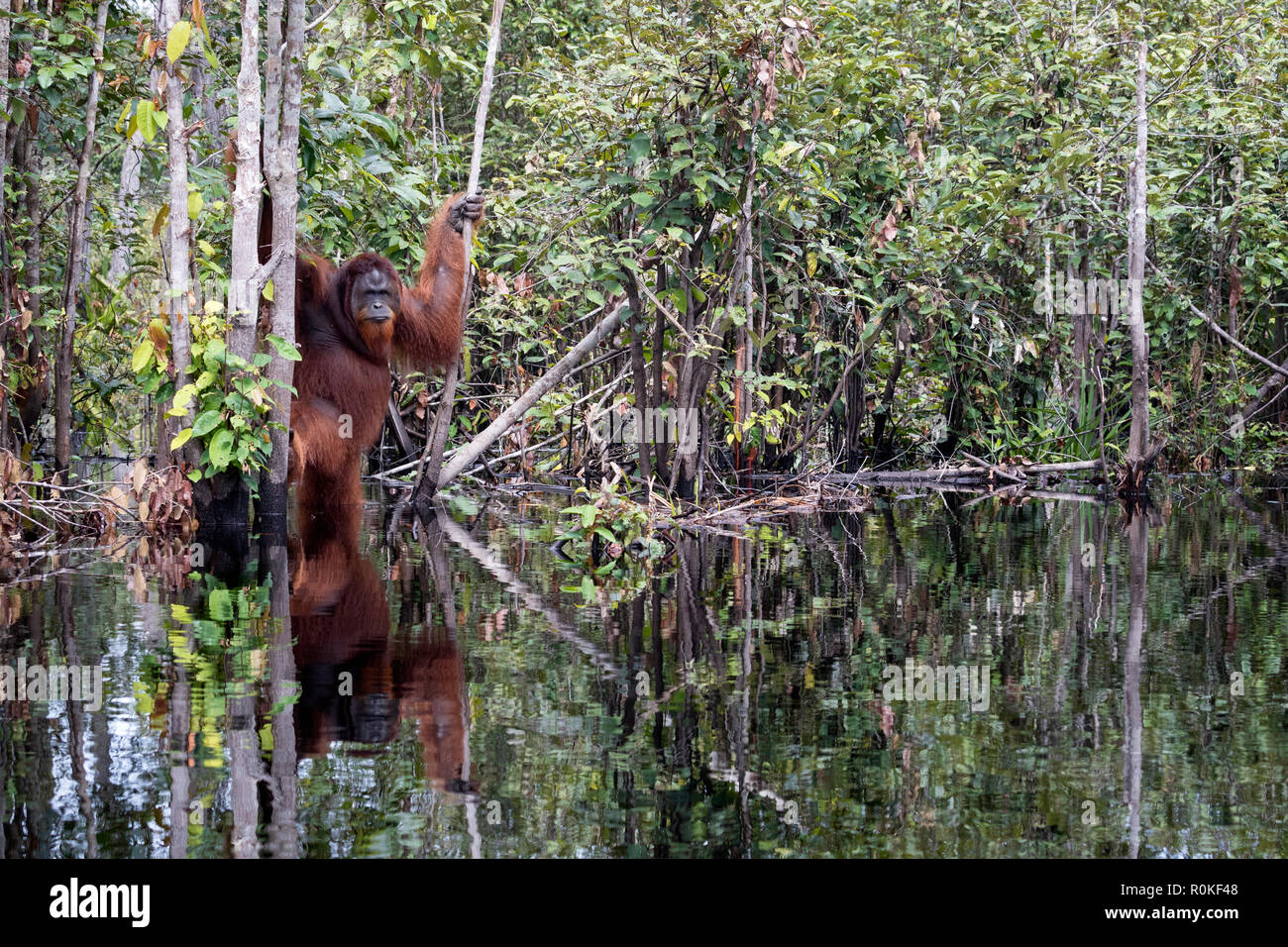 King of the swamp, wild male Bornean orangutan, Pongo pygmaeus, on the ...