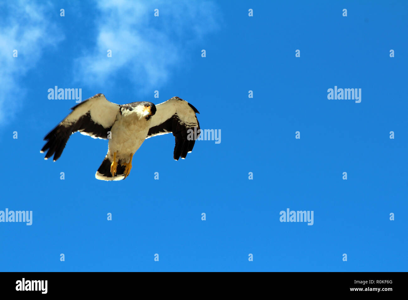 Osprey in flight hi-res stock photography and images - Alamy