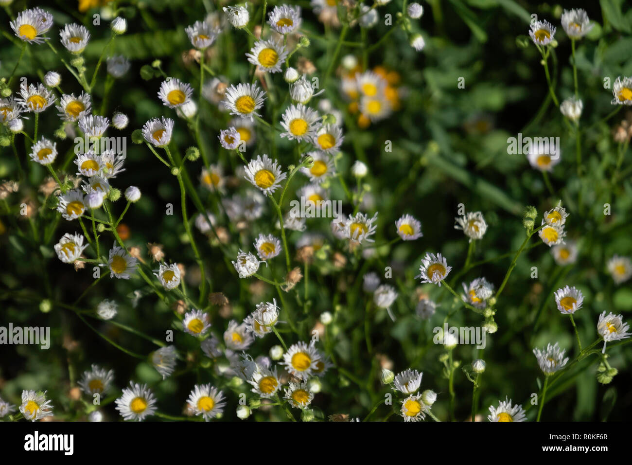 Daisy fleabane hi-res stock photography and images - Alamy