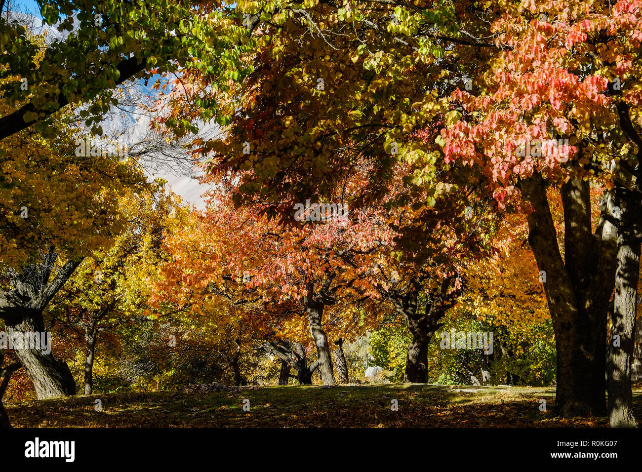 Apricot trees pakistan hi-res stock photography and images - Alamy