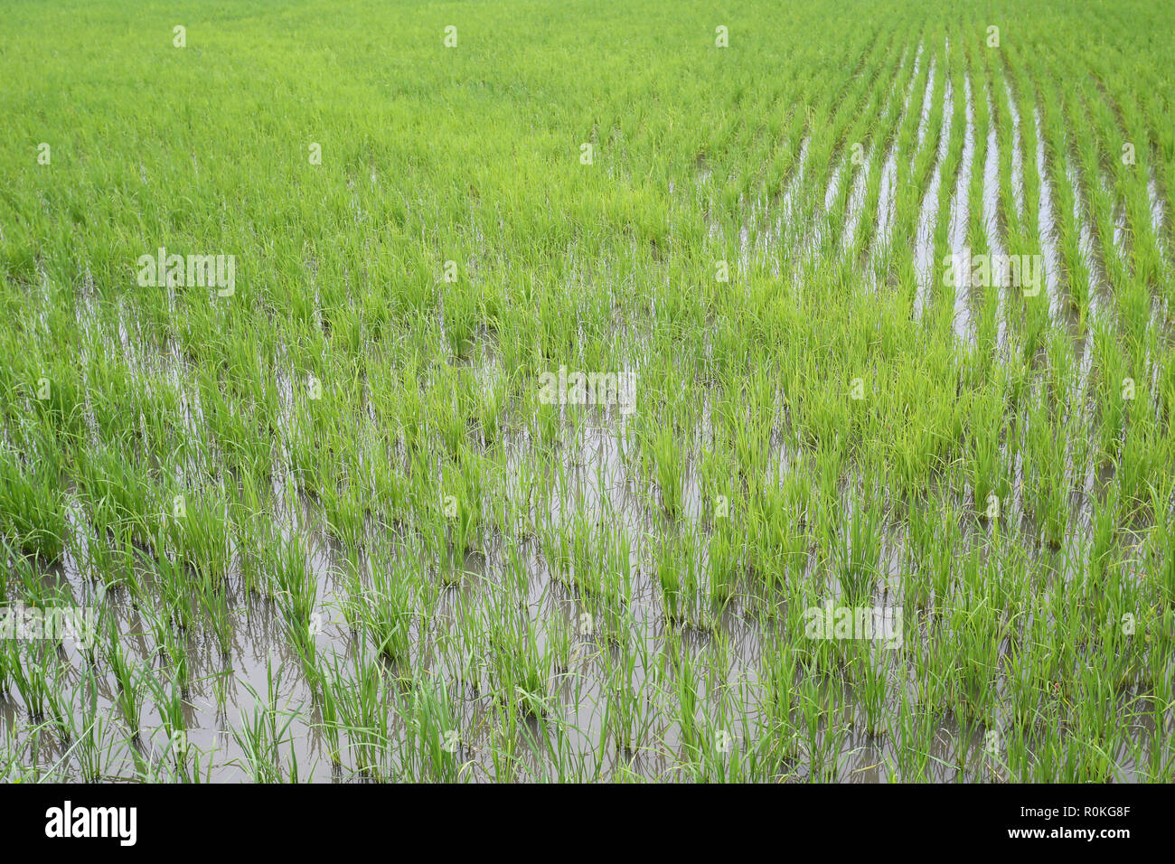 Rice sapling hi-res stock photography and images - Alamy