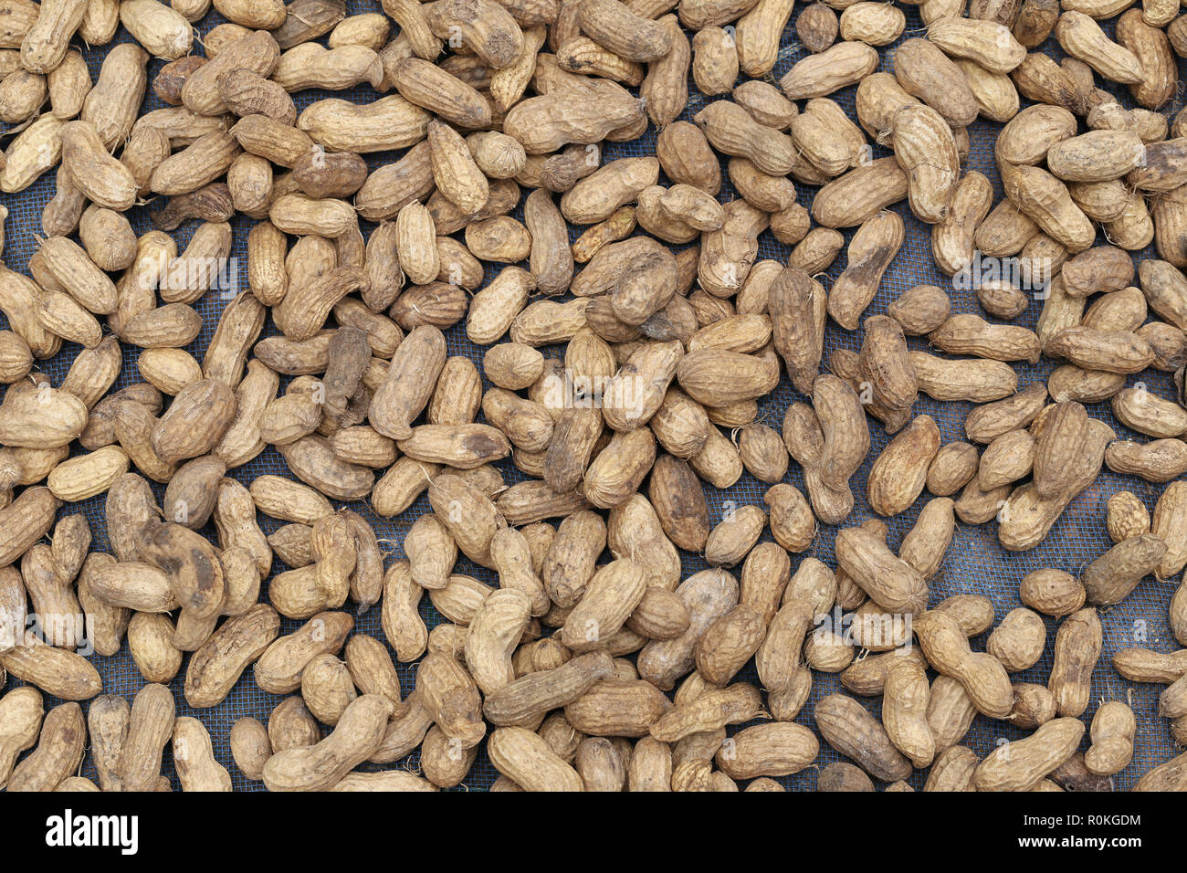 Dried peanuts with Sunlight for Keeping it for a long time Stock Photo ...