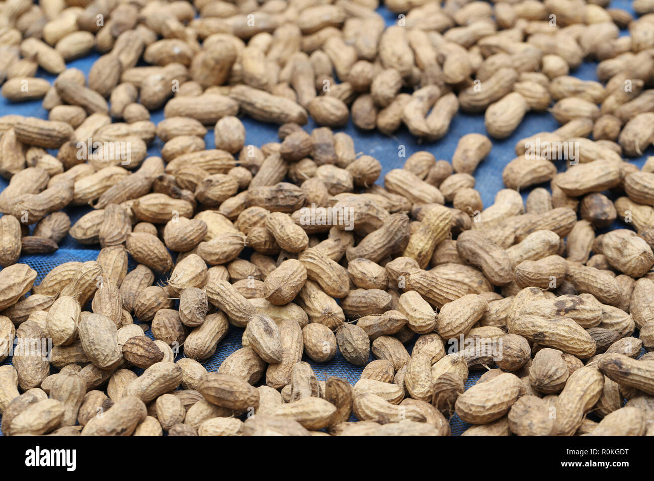 Dried peanuts with Sunlight for Keeping it for a long time Stock Photo ...