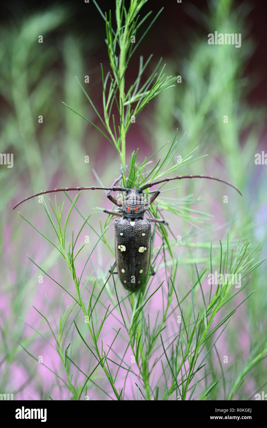 Batocera hi-res stock photography and images - Alamy