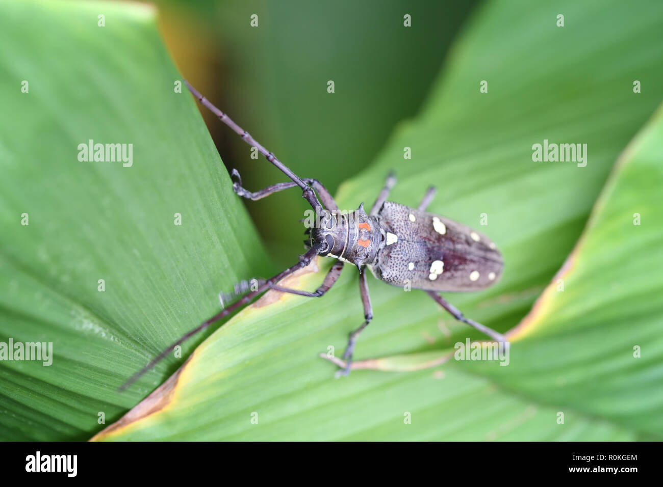 Batocera hi-res stock photography and images - Alamy