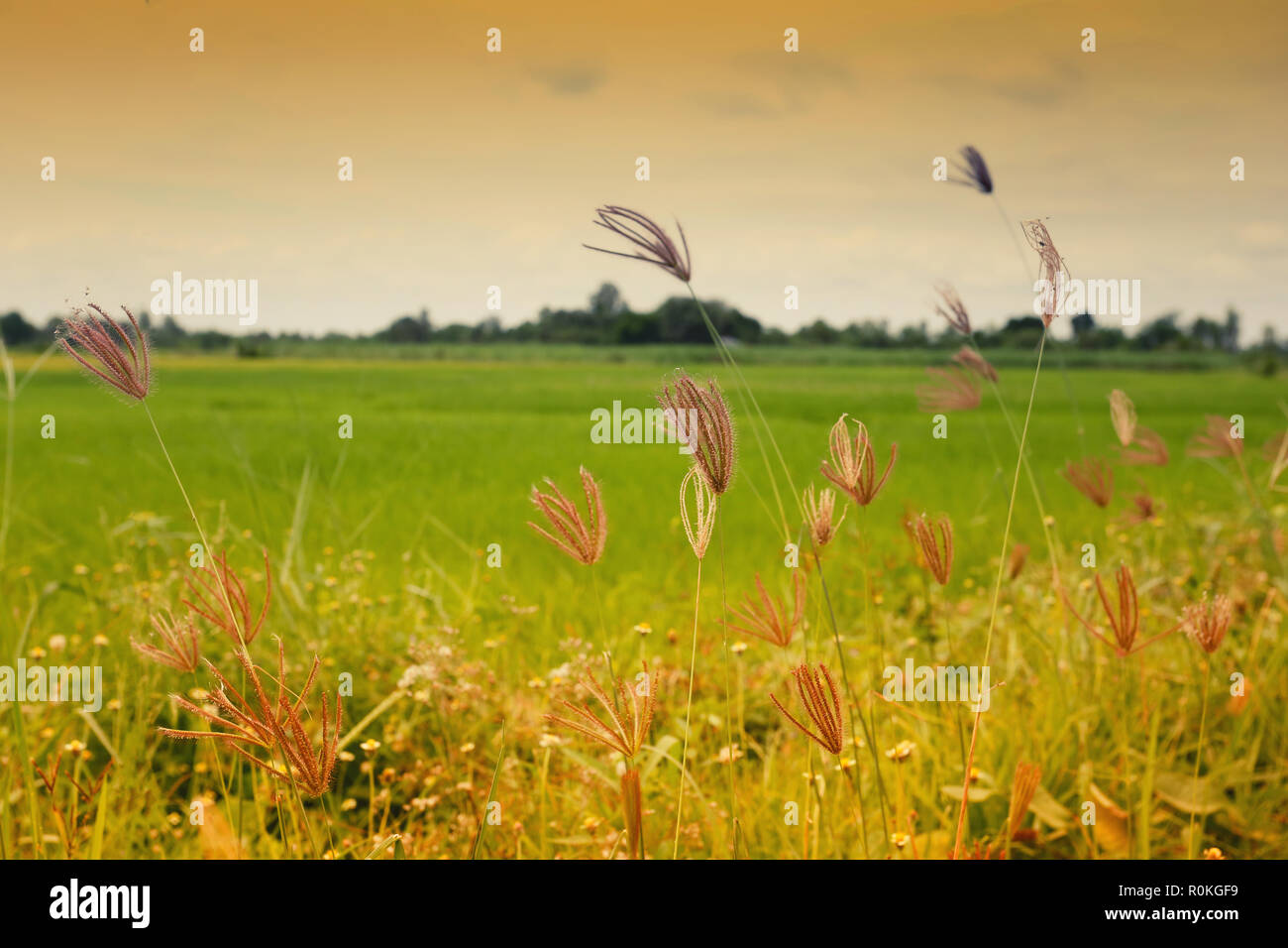 Rice field background hi-res stock photography and images - Alamy