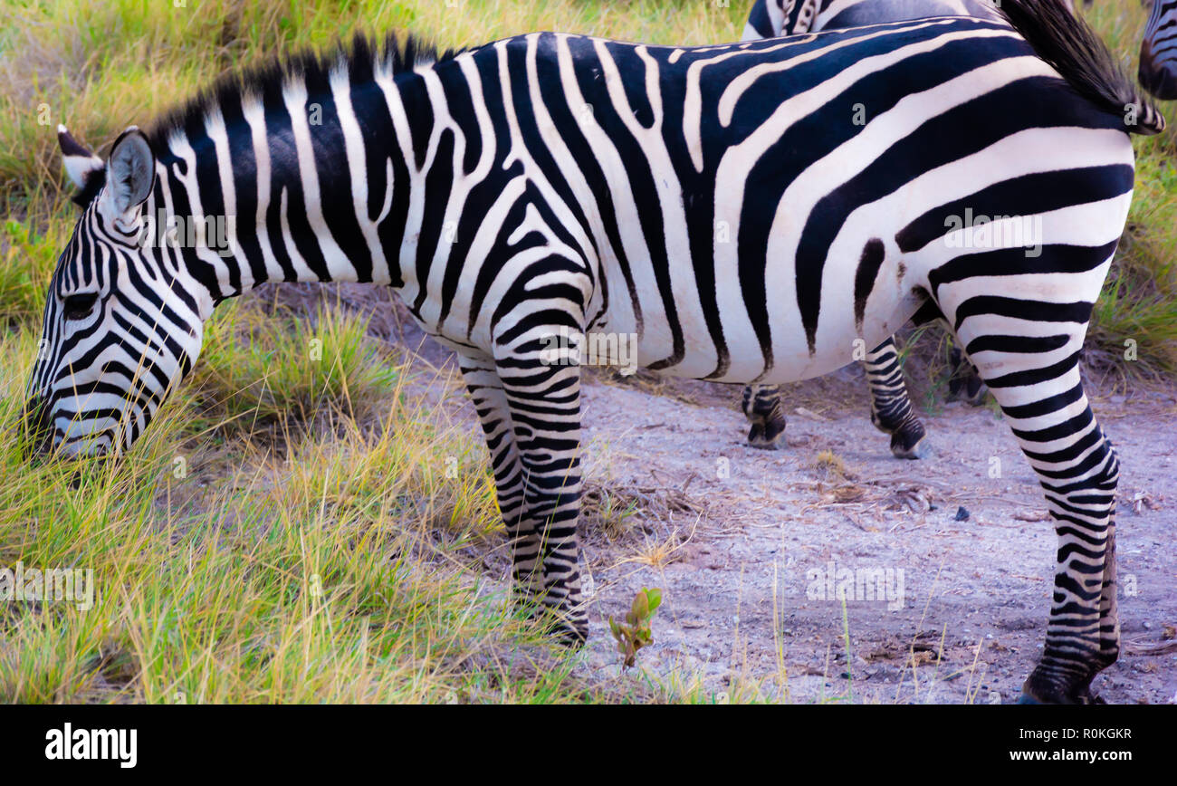 Scales animals hi-res stock photography and images - Alamy