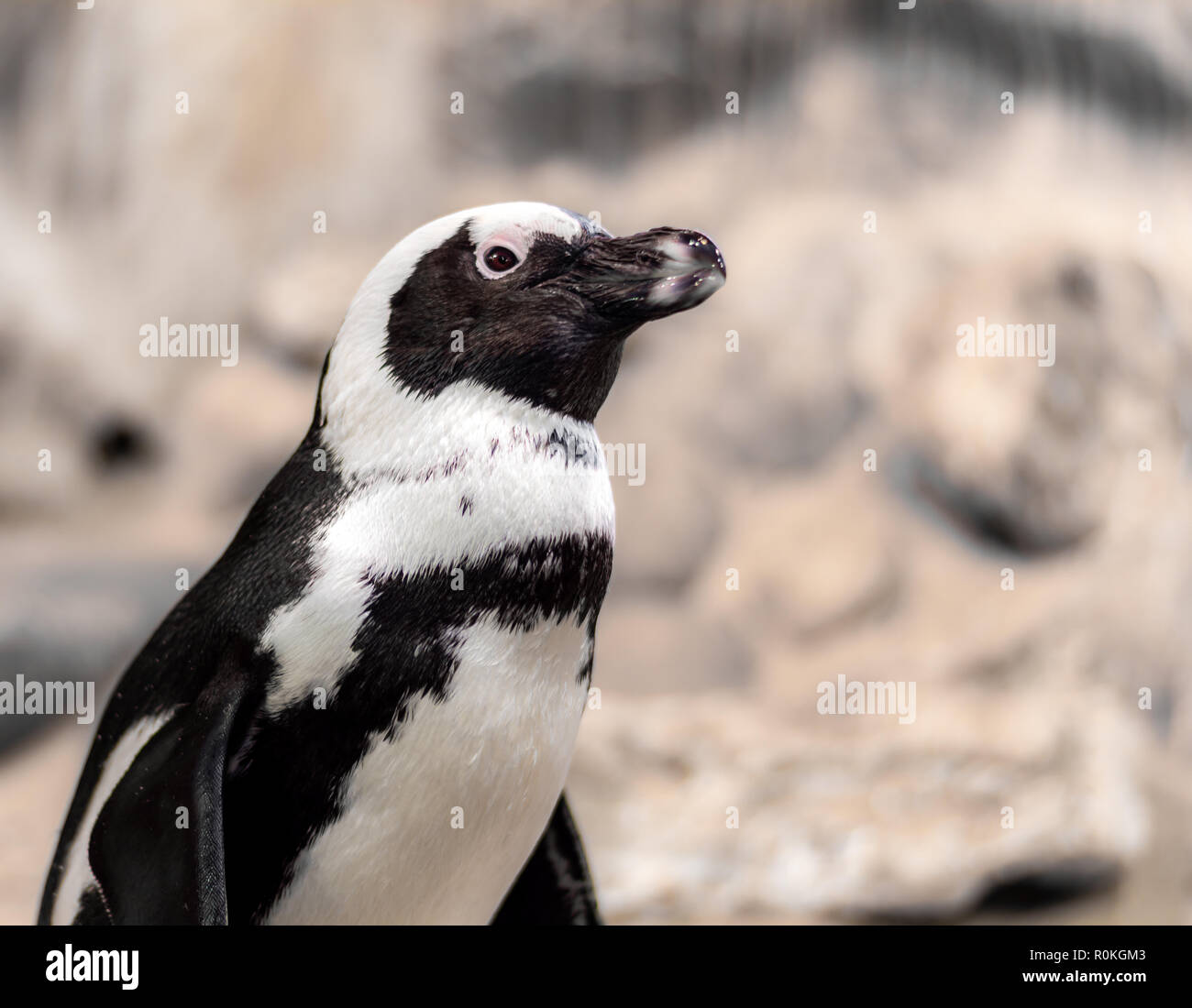 Scales animals hi-res stock photography and images - Alamy