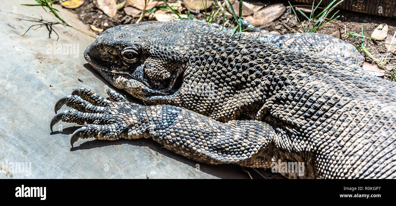Scales animals hi-res stock photography and images - Alamy