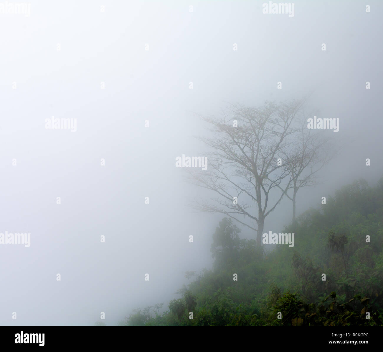 Tree hidden in mist Stock Photo - Alamy