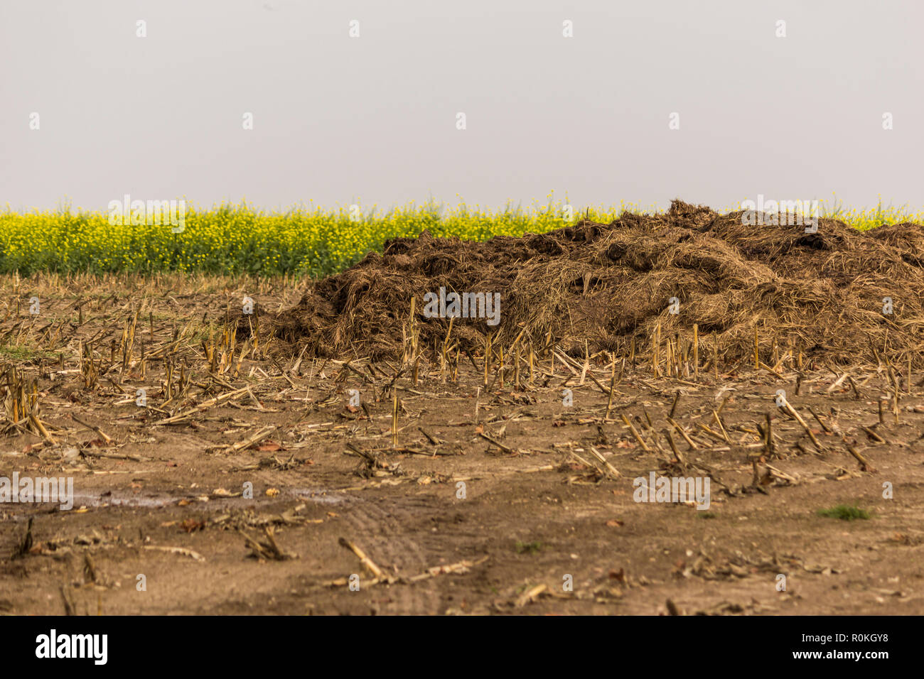 Corn field background hi-res stock photography and images - Alamy