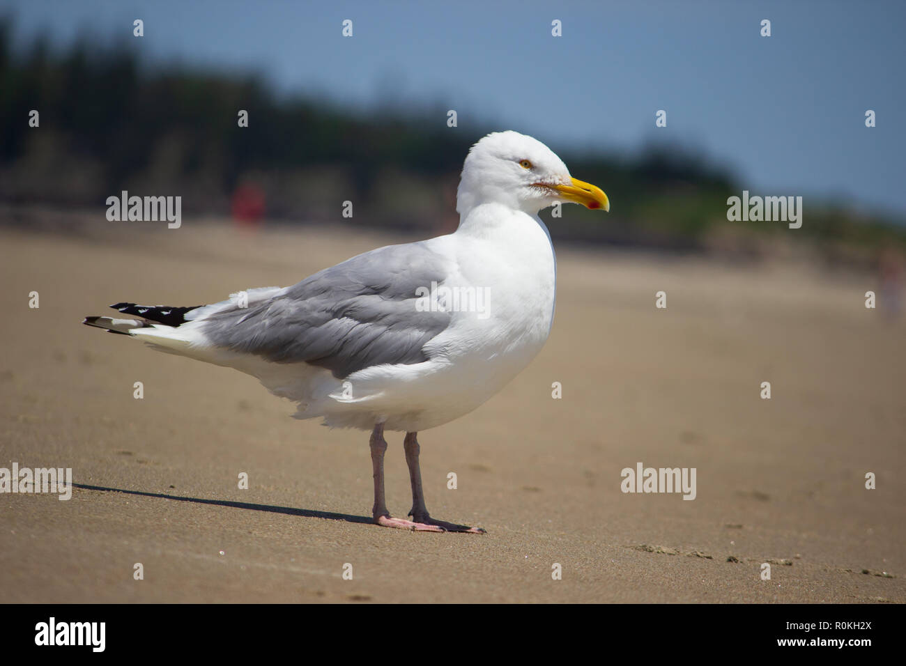 Seagull at the beach Stock Photo - Alamy