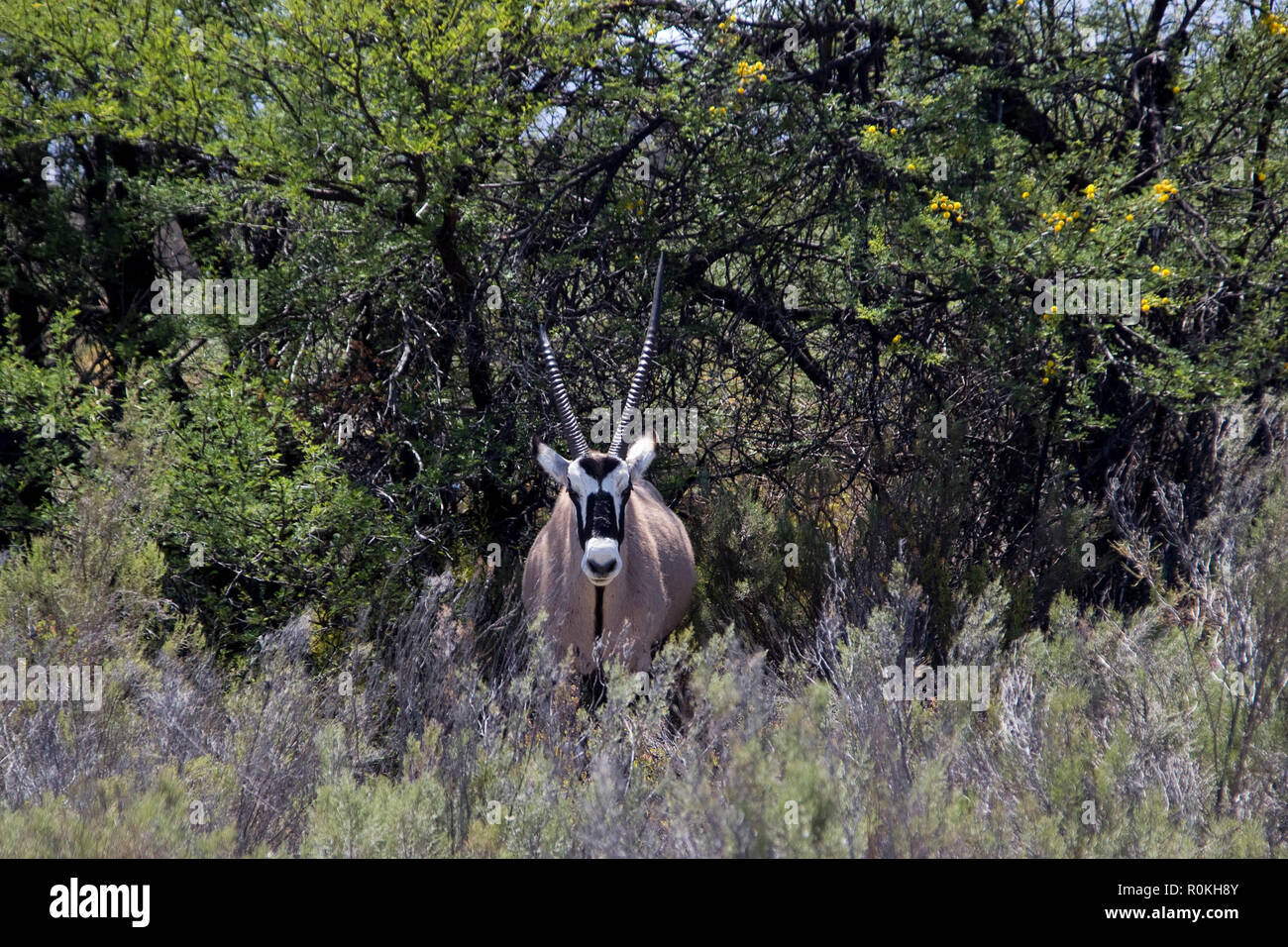 Oryx in the bush Stock Photo - Alamy