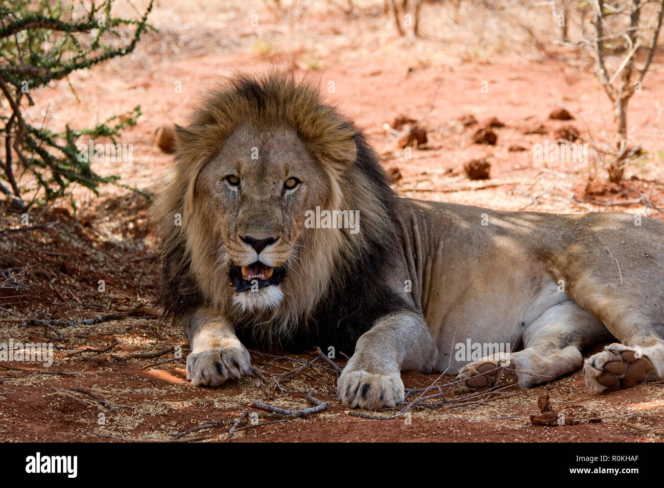 Male Lion Lying Down