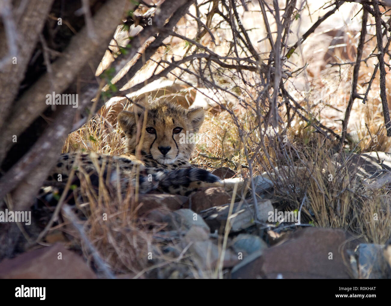 Cheetah resting in the bush Stock Photo - Alamy