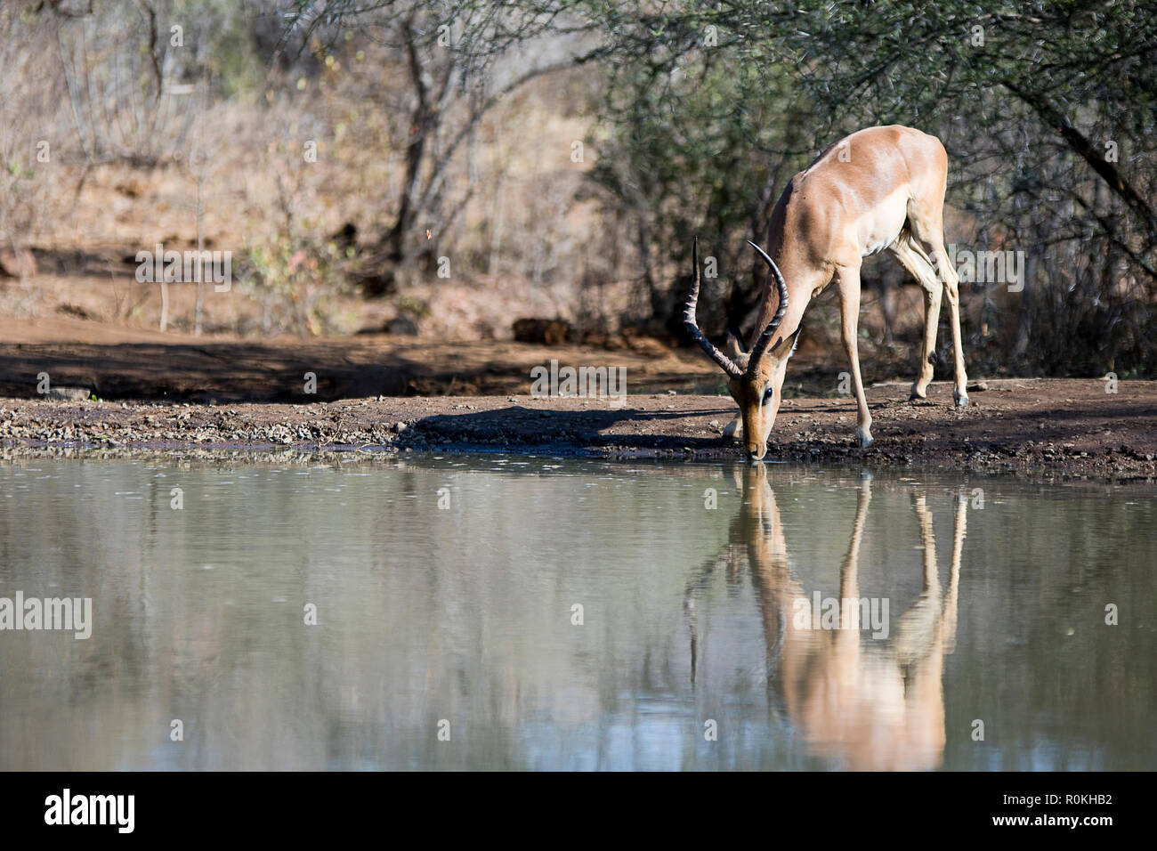 Drinking impala hi-res stock photography and images - Alamy