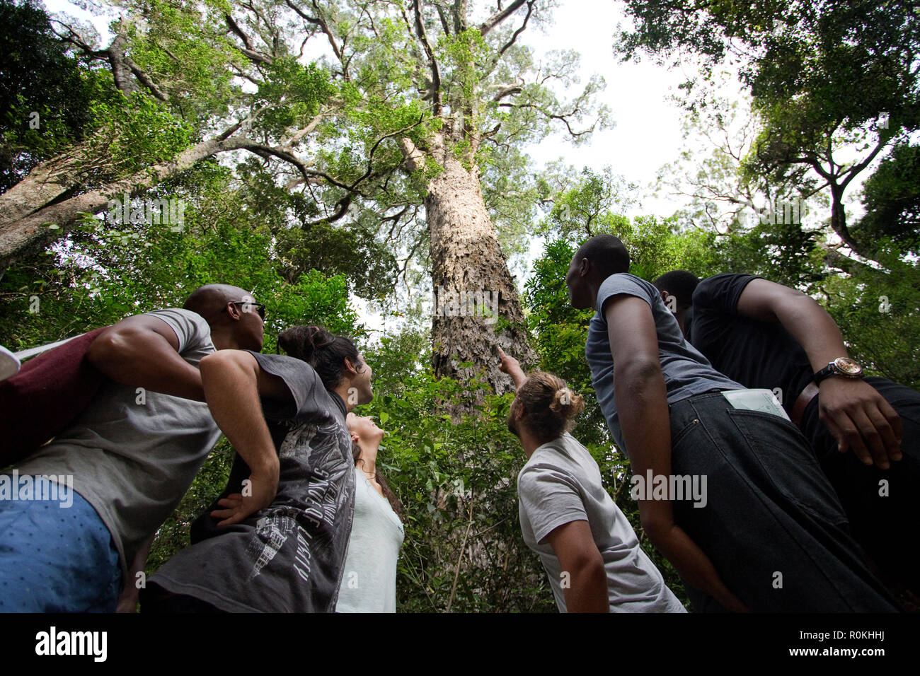 The big tree hi-res stock photography and images - Alamy