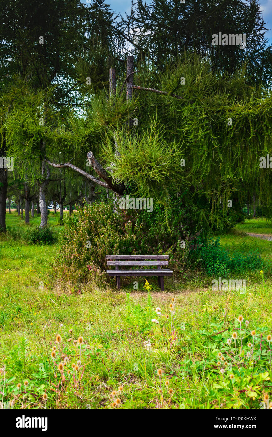 Wooden bench between trees Stock Photo - Alamy