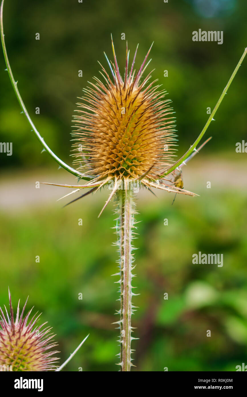 Karde hi-res stock photography and images - Alamy