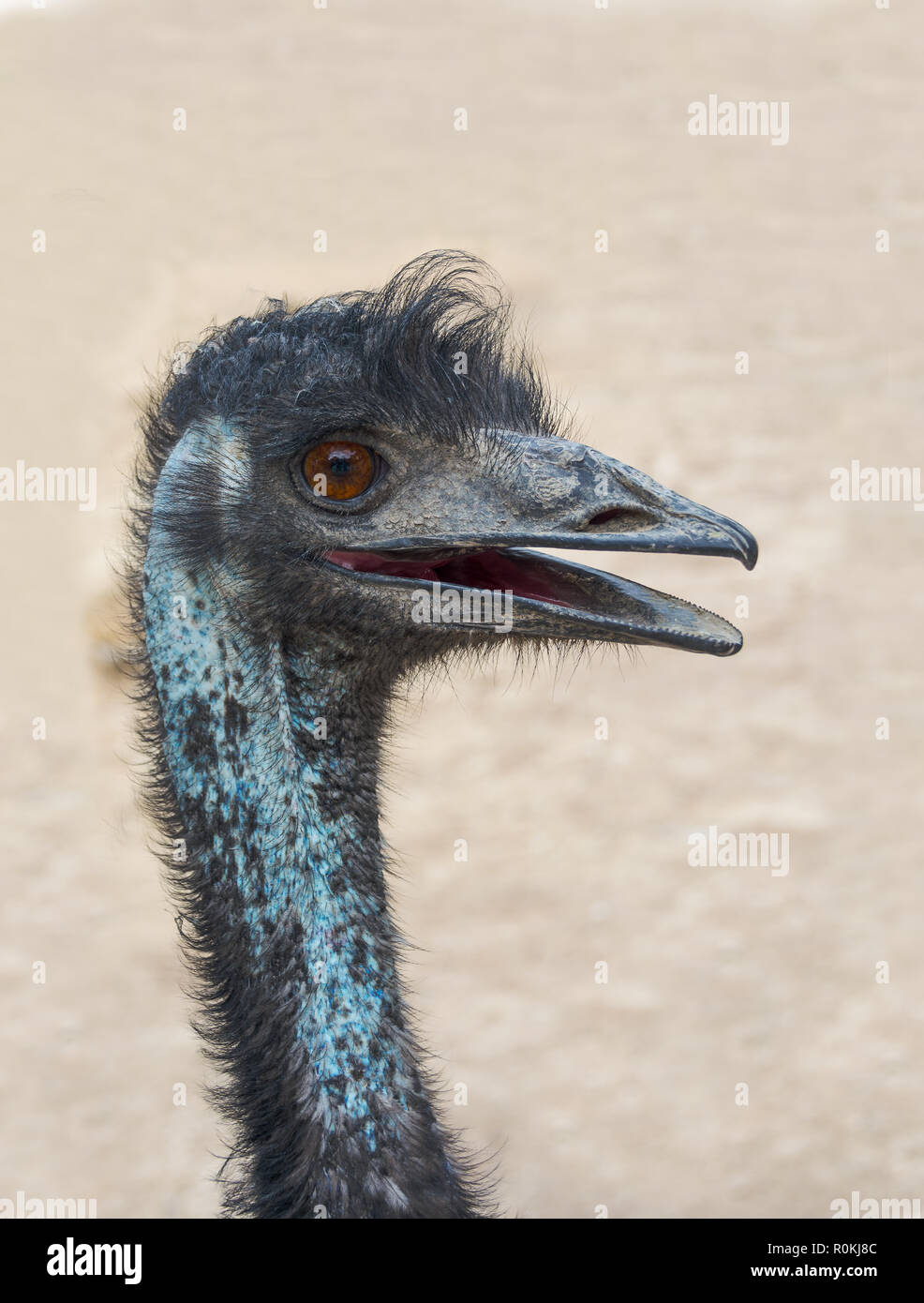 Emu profile hi-res stock photography and images - Alamy