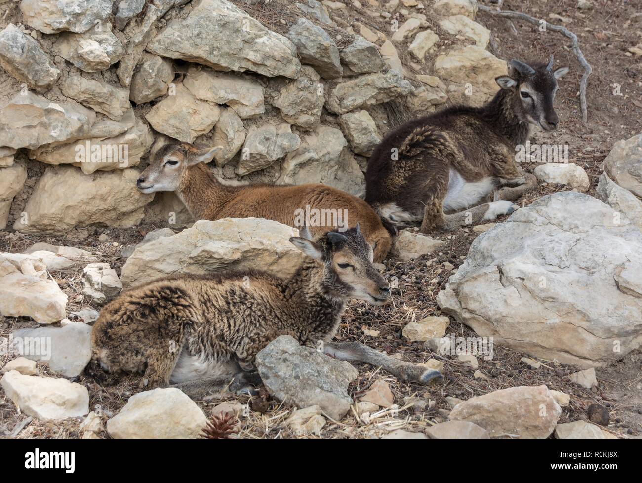Group of young Mouflons, Ovis gmelini or Ovis orientalis lying on the ...