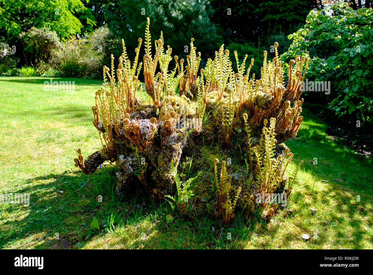 Stumpery hi-res stock photography and images - Alamy