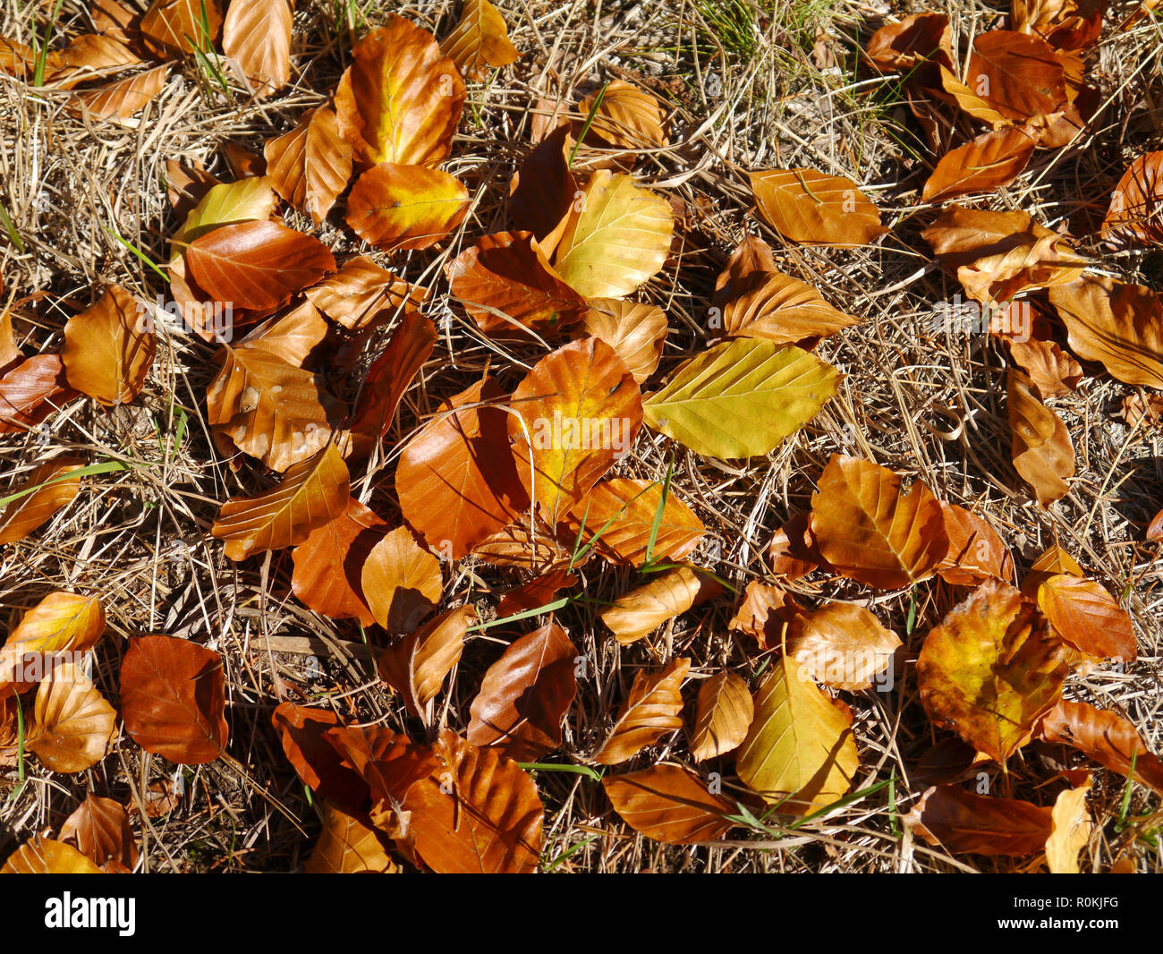 Beech wood texture hi-res stock photography and images - Alamy