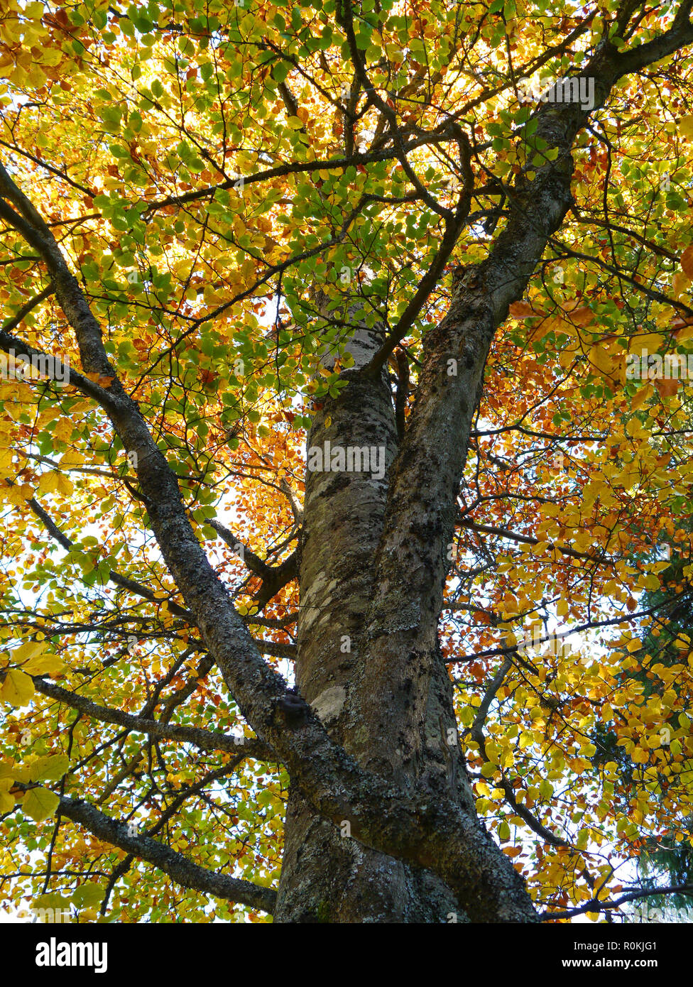 Black beech tree hi-res stock photography and images - Alamy