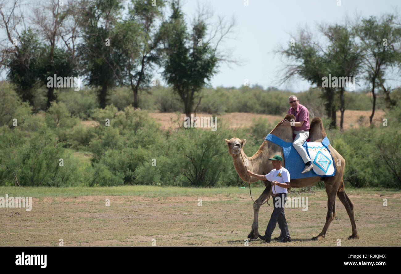 The bactrian camels for tourists riding in steppe, Astrakhan, Russia ...