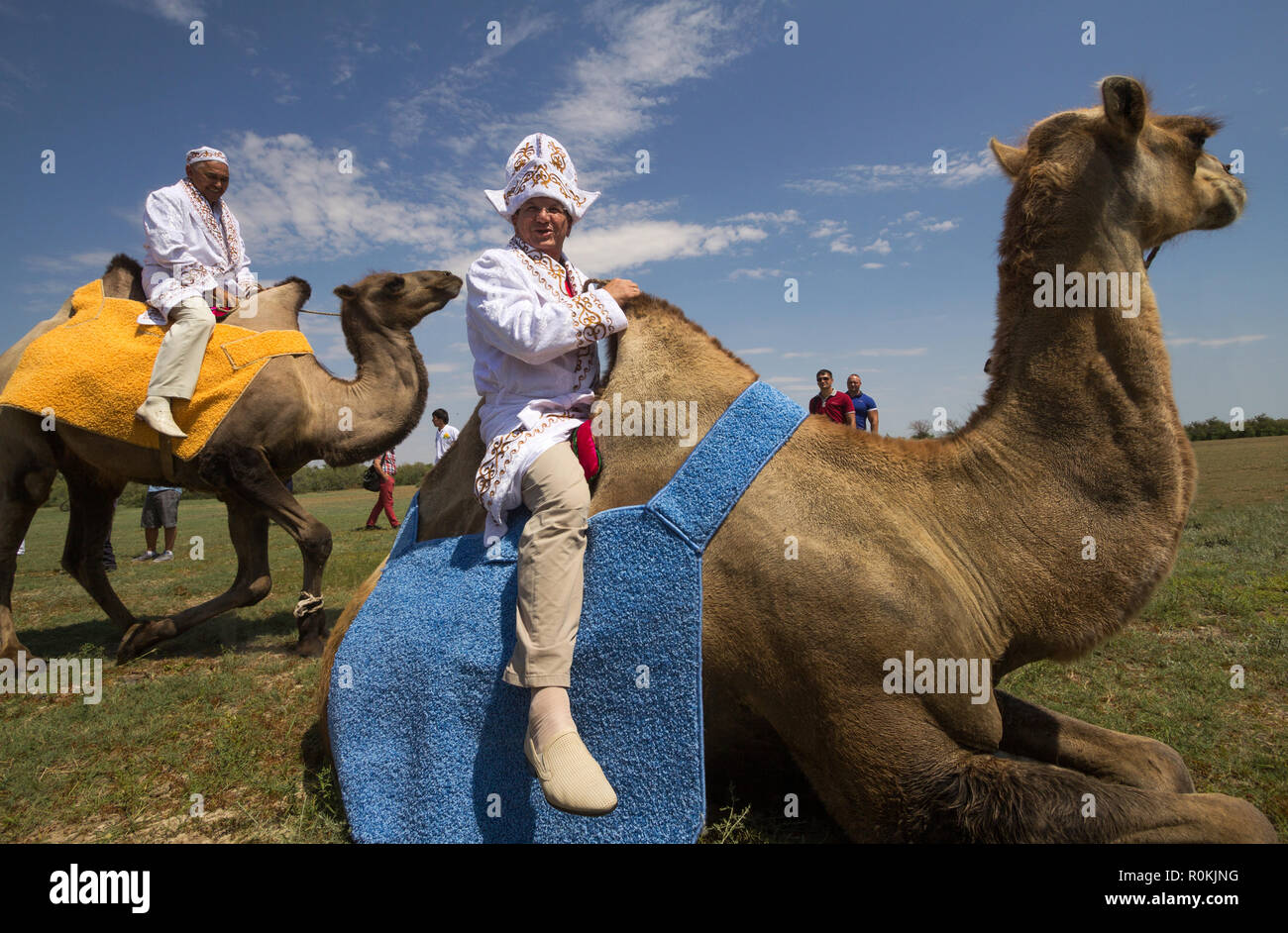 The bactrian camels for tourists riding in steppe, Astrakhan, Russia ...