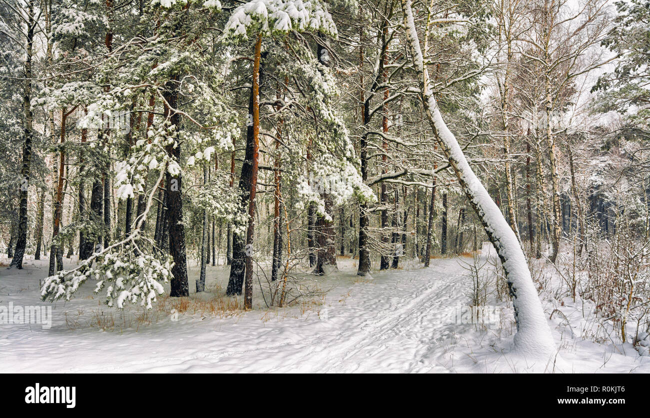 walk in the snowy woods. snow. winter. coldly Stock Photo - Alamy