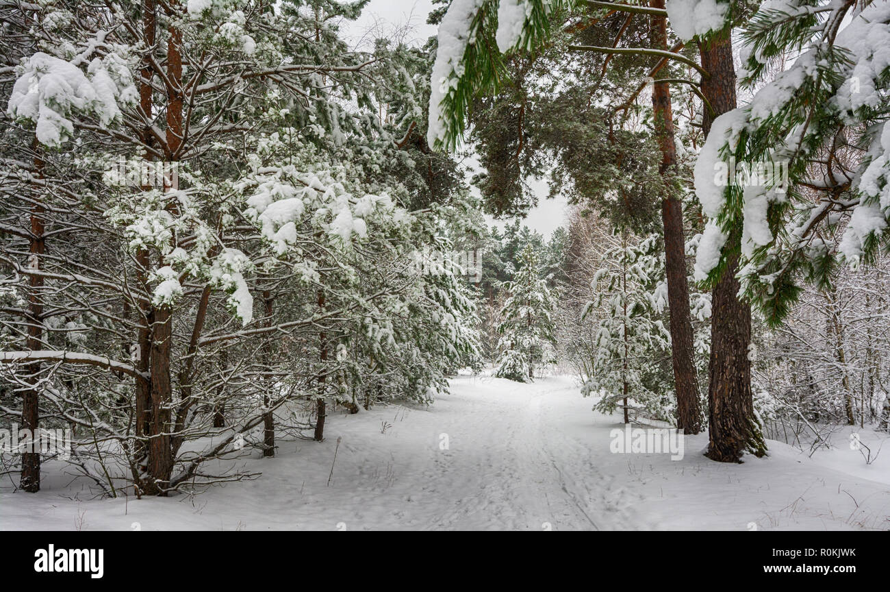 Snowy walk in the park hi-res stock photography and images - Alamy