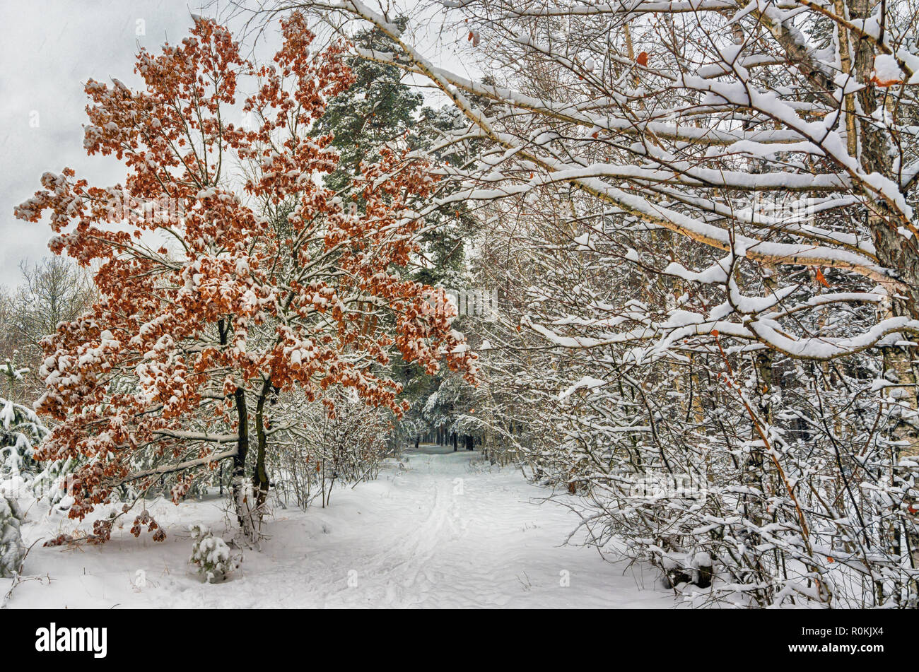 Snowfall background hi-res stock photography and images - Alamy