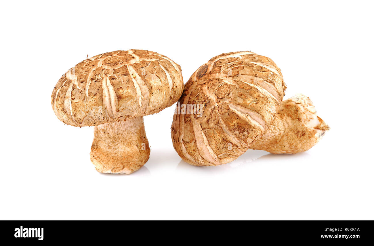 brown button mushroom isolated on white background Stock Photo - Alamy