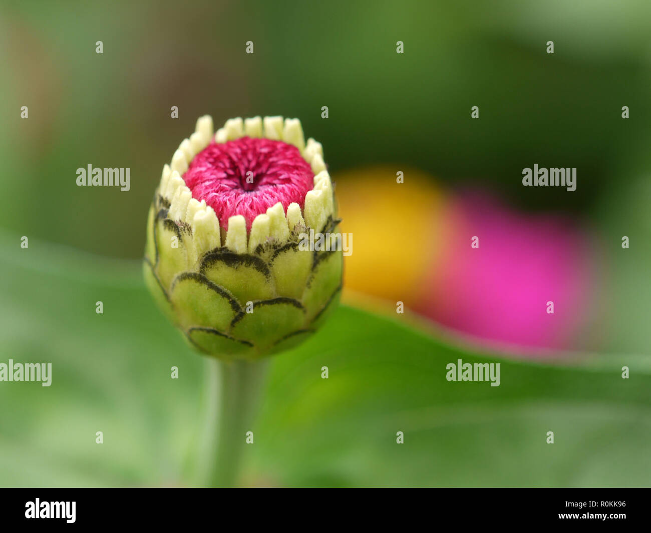 Purple bud colour hi-res stock photography and images - Alamy